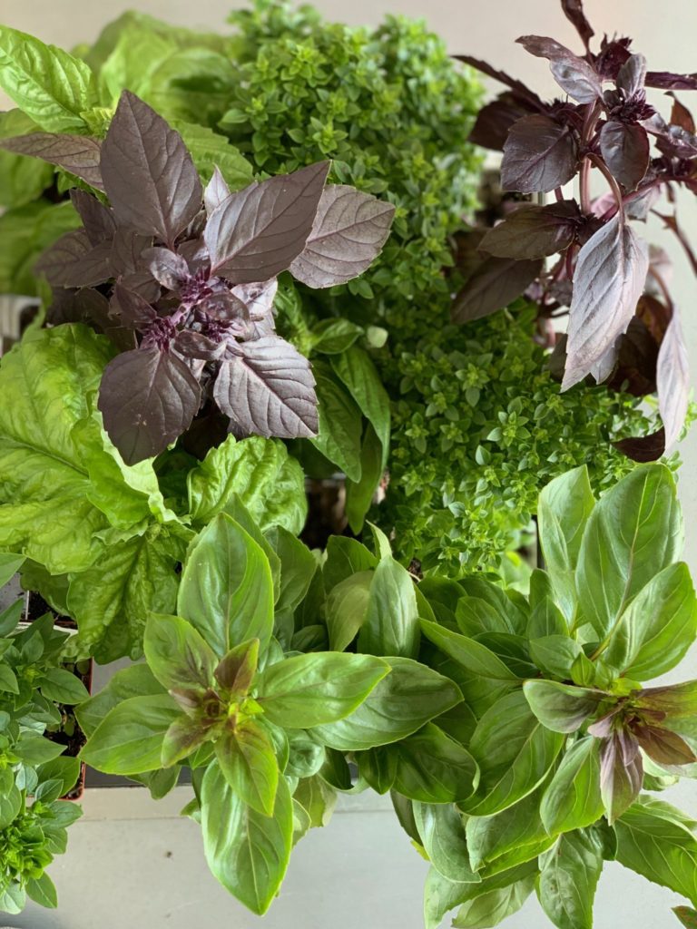 Basil Recipes: What to Mix, Make, & Serve - THE SAGE