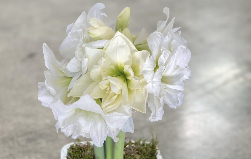 Amaryllis Bulb Care | Everything You Need For A Healthy, Blooming ...