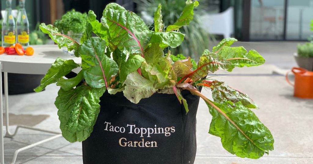 What To Grow In Cool Weather: Let It Be Green - THE SAGE