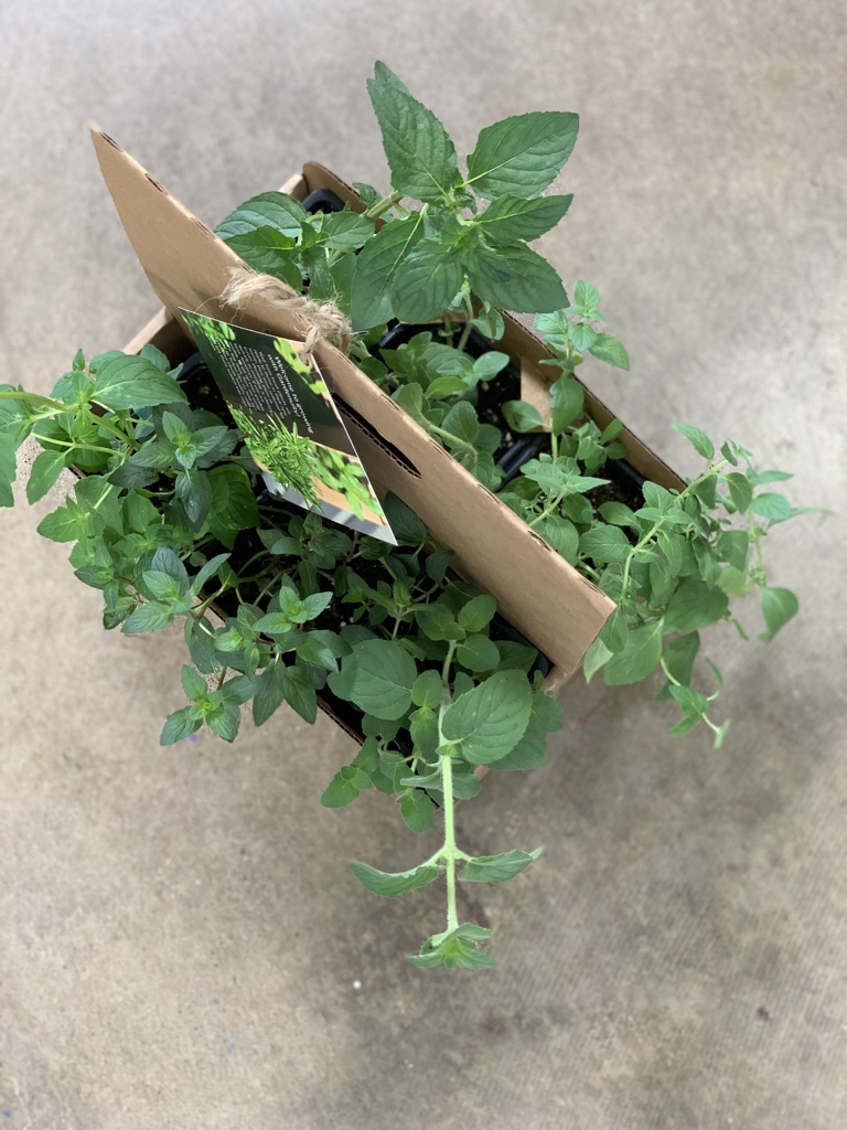 The Mint One Sheet: Everything You Need to Know To Grow & Enjoy Mint