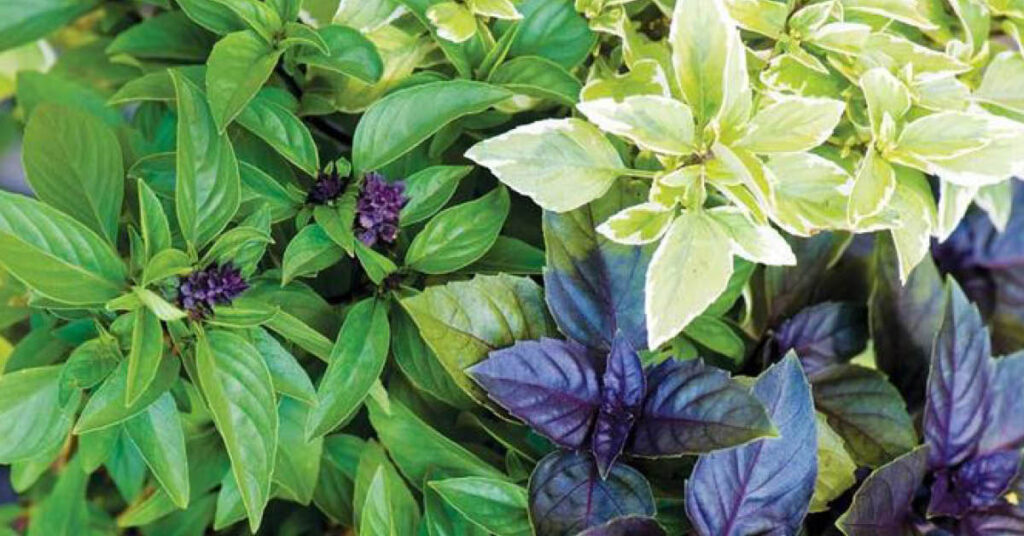 Gardenuity Varieties of Basil with Growing & Harvesting Tips + the ...
