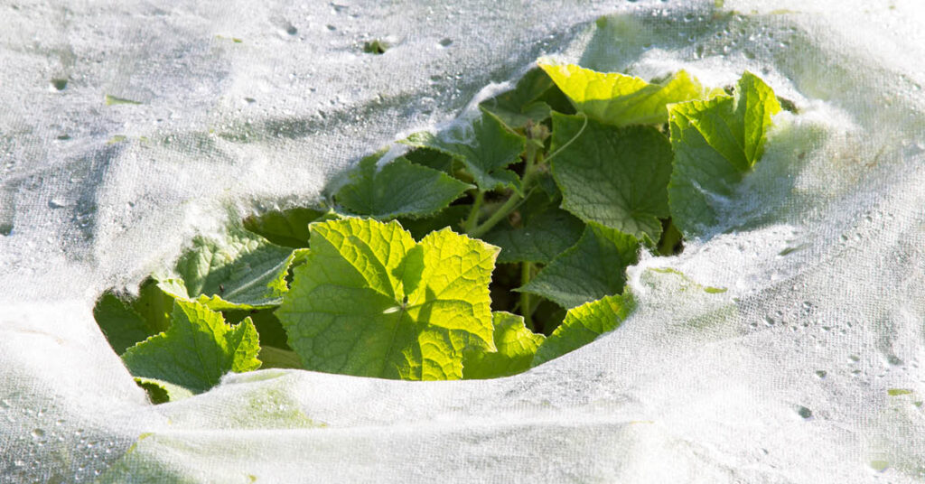 Preparing Your Garden For Winter & Cold Temperatures - THE SAGE