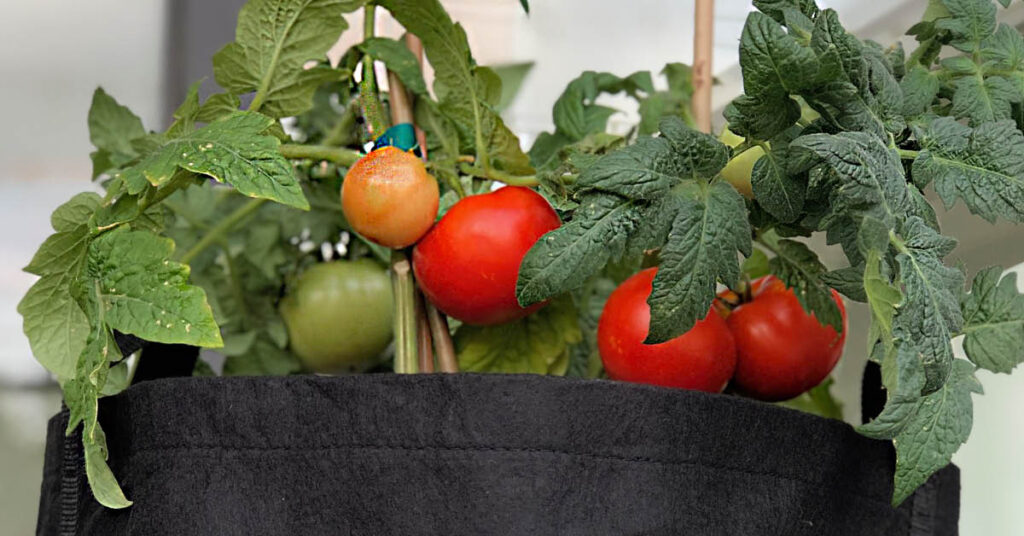 How To Plant and Care For Your Patio Tomatoes