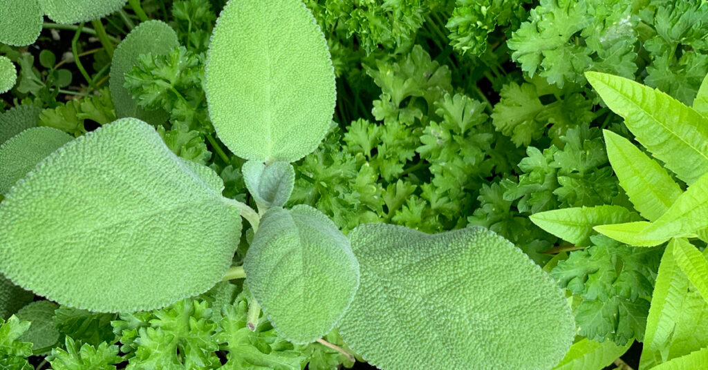 Herb Combinations to Plant Together in Your Grow Bags This Fall - THE SAGE