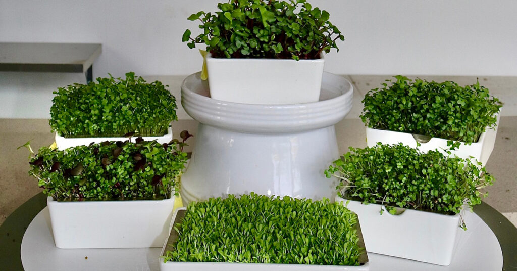 MICROGREENS FROM A CHEFS AND NUTRITIONISTS PERSPECTIVE - THE SAGE