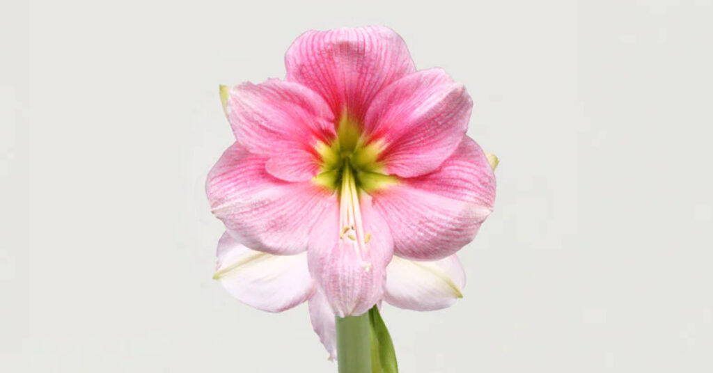 The Blushing Bride Amaryllis Bulb - THE SAGE