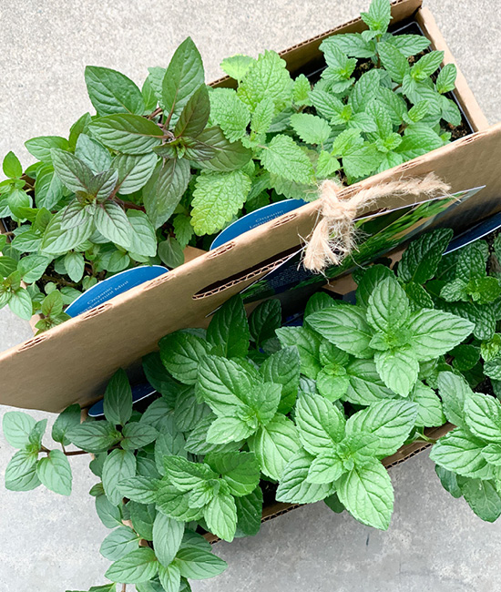 3 Unexpected Ways to Use Fresh Mint (That Aren’t Mojitos) - THE SAGE