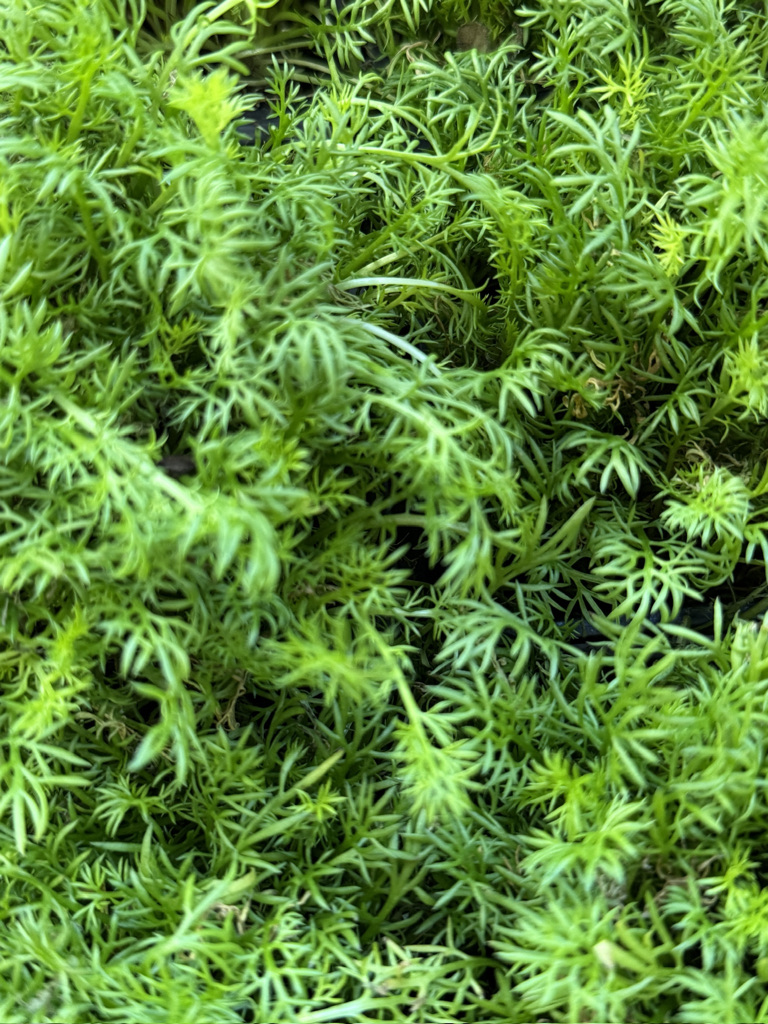 How to Plant Chamomile in a Container Patio Garden - THE SAGE