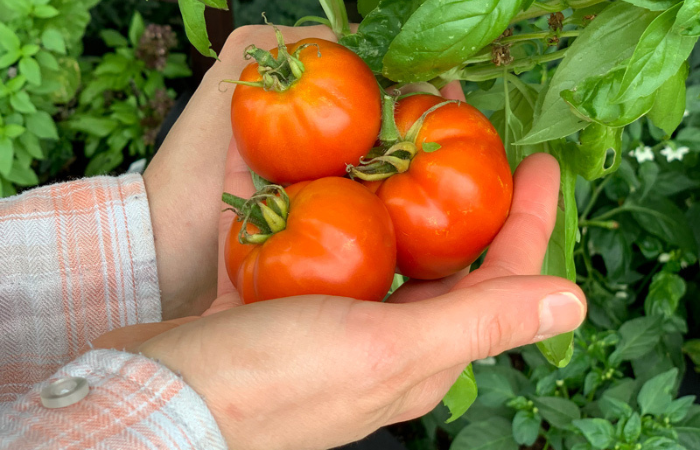 HOW TO PLANT AND GROW TOMATOES IN A CONTAINER FOR A BOUNTIFUL HARVEST ...