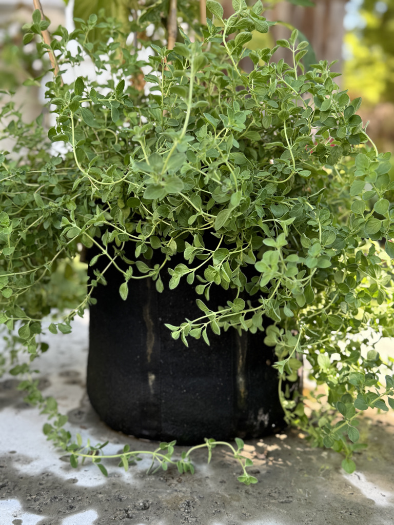 5 Easy and Delicious Ways to Use Fresh Oregano - THE SAGE