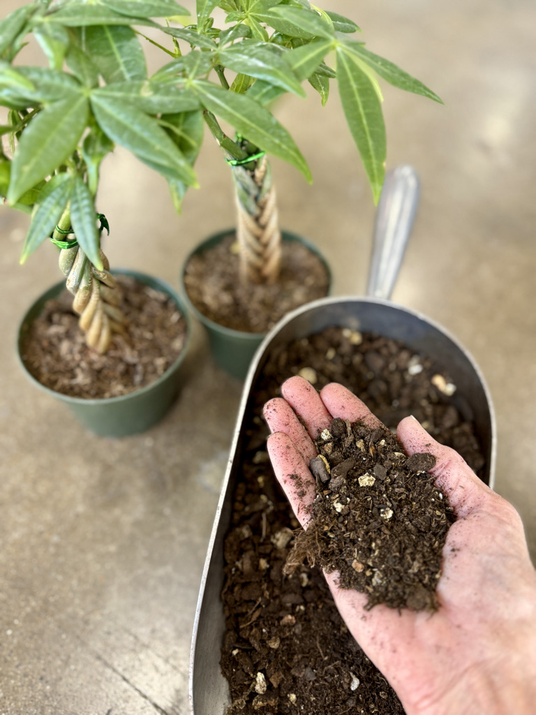 Planting & Caring for a Mini Money Tree - THE SAGE