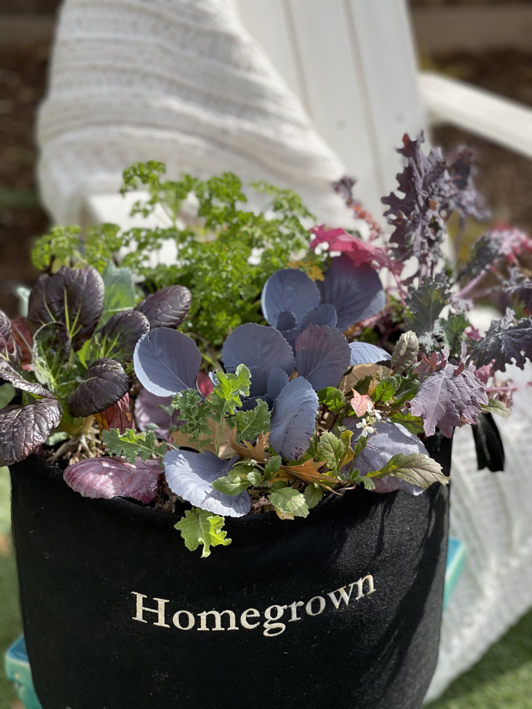 What Veggies and Herbs Taste Better After a Light Freeze - THE SAGE