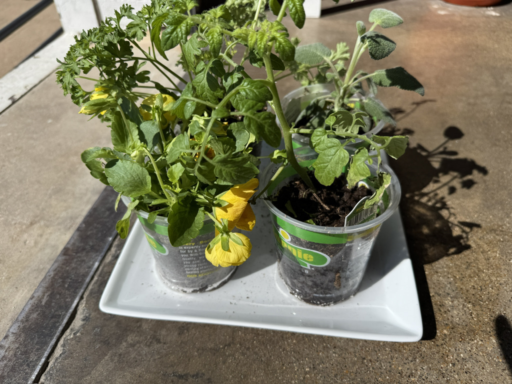 5 Things to Do When Your Mail-Order Plants Arrive - THE SAGE